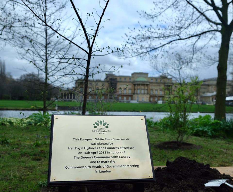 Countess of Wessex's week: planting tree at Buckingham Palace plus ...
