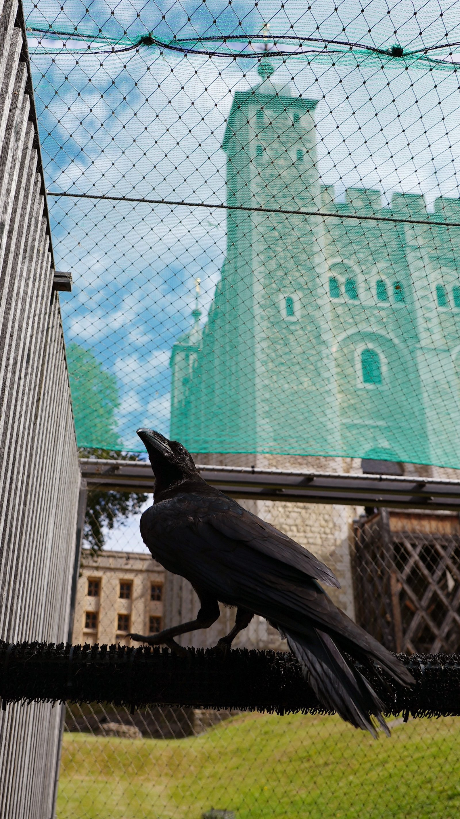 Tower of London welcomes new raven - 'Rex' • The Crown Chronicles